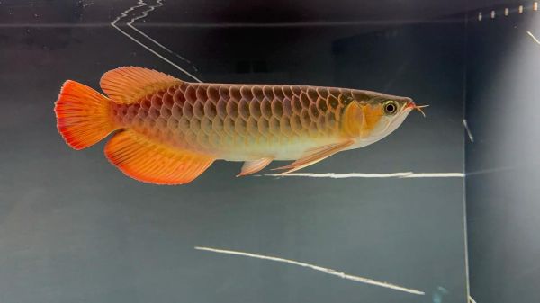 龙鱼图片大全大图_高清龙鱼壁纸哪里找-第3张图片-山城妙识 龙鱼图片大全大图_高清龙鱼壁纸哪里找-第3张图片-山城妙识