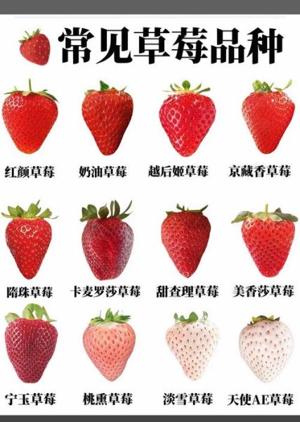 草莓品种排名_哪个品种最甜-第2张图片-山城妙识 草莓品种排名_哪个品种最甜-第2张图片-山城妙识