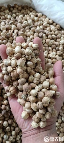 白豆蔻多少钱一斤_白豆蔻价格走势-第3张图片-山城妙识