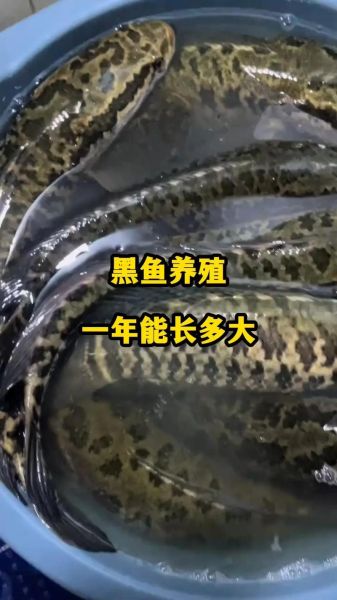 黑鱼养殖密度多少合适_如何科学控制黑鱼养殖密度-第1张图片-山城妙识