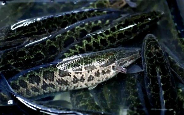 黑鱼养殖密度多少合适_如何科学控制黑鱼养殖密度-第3张图片-山城妙识