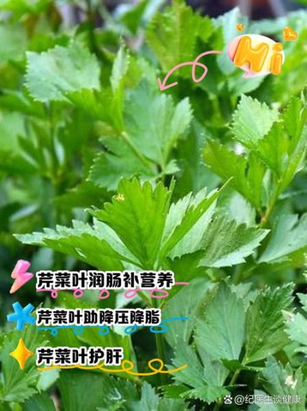 芹菜叶子能吃吗_芹菜叶子怎么吃最好-第1张图片-山城妙识