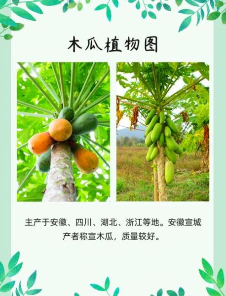 野木瓜片的功效与作用_野木瓜片怎么吃效果最好-第1张图片-山城妙识 野木瓜片的功效与作用_野木瓜片怎么吃效果最好-第1张图片-山城妙识