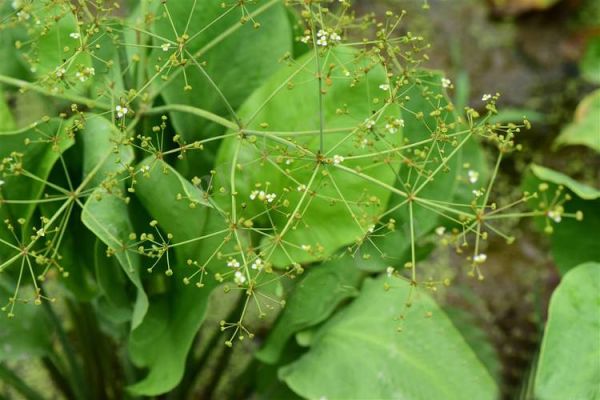泽泻图片大全大图_泽泻长什么样-第1张图片-山城妙识