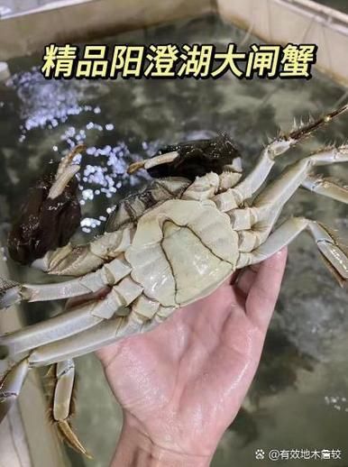 阳澄湖大闸蟹怎么挑_正宗产地哪里买-第1张图片-山城妙识