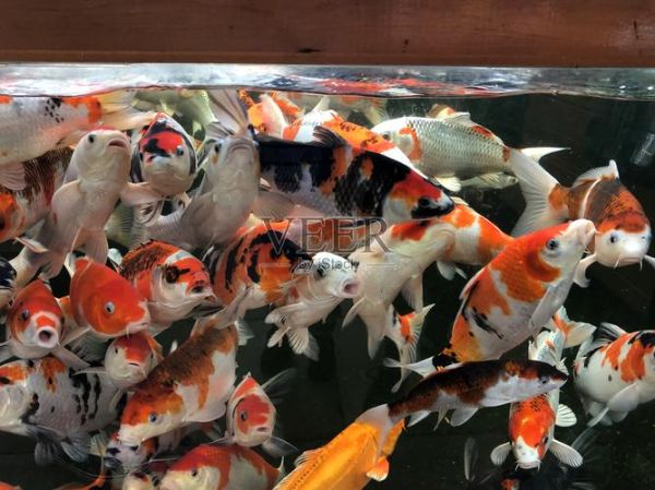 锦鲤小皇后是什么_锦鲤小皇后怎么养-第1张图片-山城妙识 锦鲤小皇后是什么_锦鲤小皇后怎么养-第1张图片-山城妙识