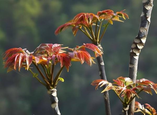 香椿长什么样_香椿树图片特征-第3张图片-山城妙识 香椿长什么样_香椿树图片特征-第3张图片-山城妙识