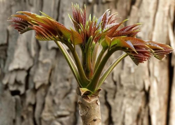 香椿长什么样_香椿树图片特征-第2张图片-山城妙识 香椿长什么样_香椿树图片特征-第2张图片-山城妙识