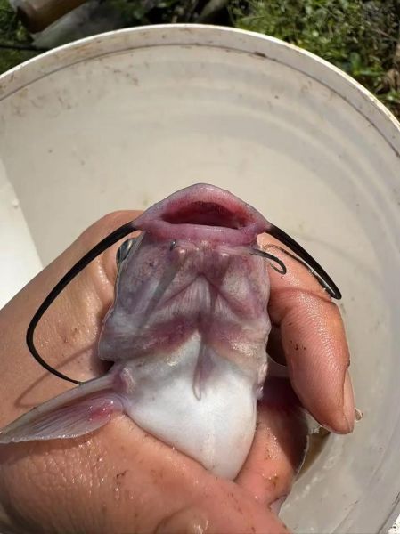 叉尾鲇是什么鱼_叉尾鲇怎么养-第1张图片-山城妙识