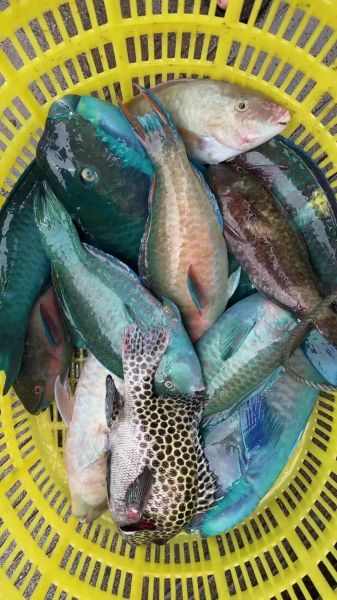 青衣鱼是什么鱼_青衣鱼图片怎么鉴别真假-第2张图片-山城妙识