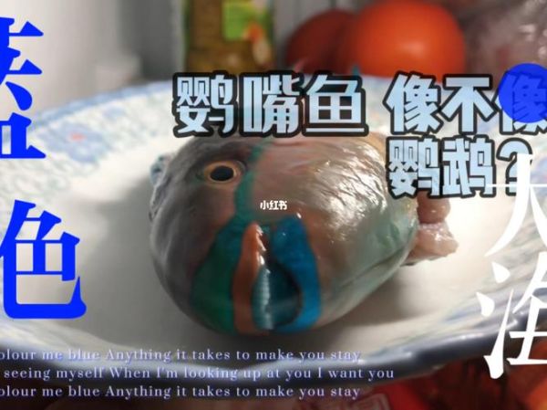 青衣鱼是什么鱼_青衣鱼图片怎么鉴别真假-第1张图片-山城妙识