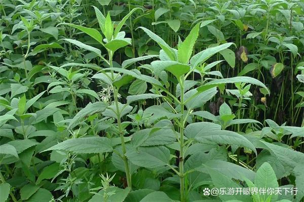 洋姜图片大全大图_洋姜长什么样-第2张图片-山城妙识