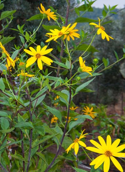 洋姜图片大全大图_洋姜长什么样-第3张图片-山城妙识