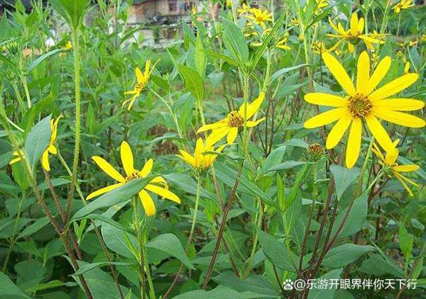 洋姜图片大全大图_洋姜长什么样-第1张图片-山城妙识