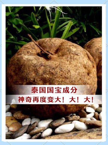 野葛根丰胸真的有用吗_野葛根怎么吃才有效-第1张图片-山城妙识 野葛根丰胸真的有用吗_野葛根怎么吃才有效-第1张图片-山城妙识