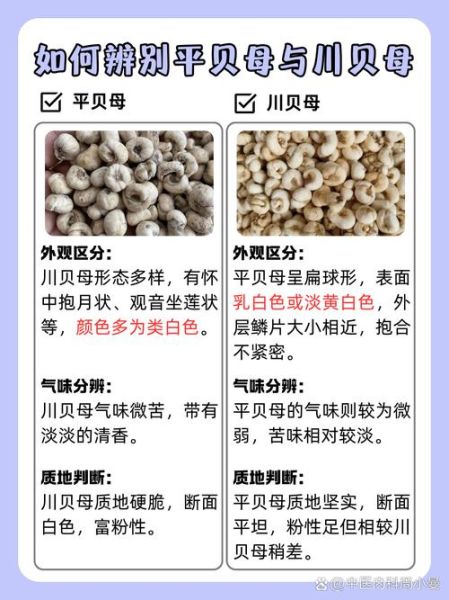 川贝母的功效与作用主要治什么病_川贝母适合哪些咳嗽类型-第3张图片-山城妙识