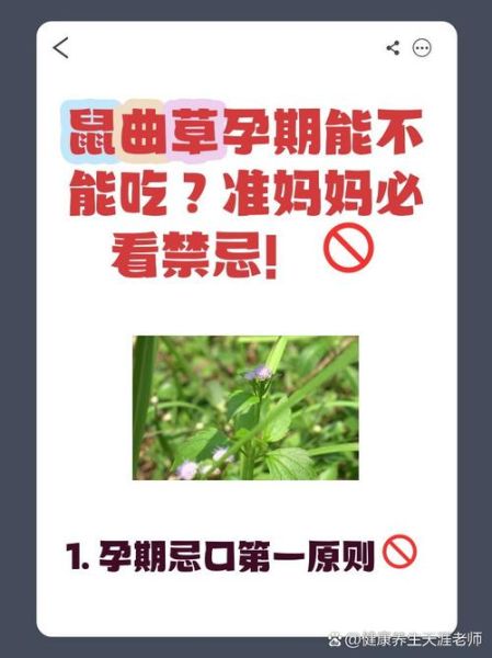 鼠曲草什么人不能吃_孕妇能吃吗-第2张图片-山城妙识