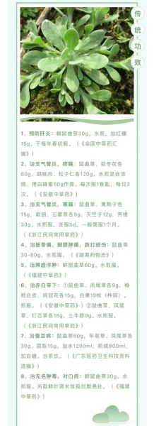 鼠曲草什么人不能吃_孕妇能吃吗-第1张图片-山城妙识