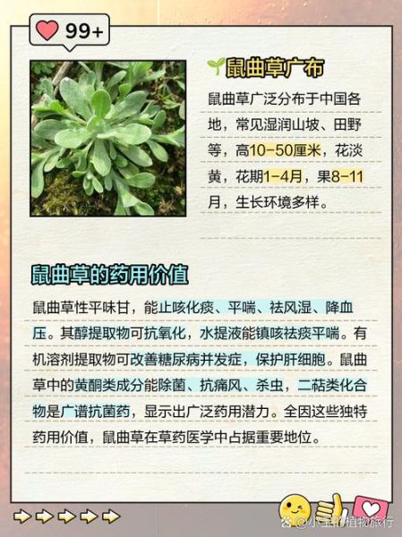 鼠曲草什么人不能吃_孕妇能吃吗-第3张图片-山城妙识