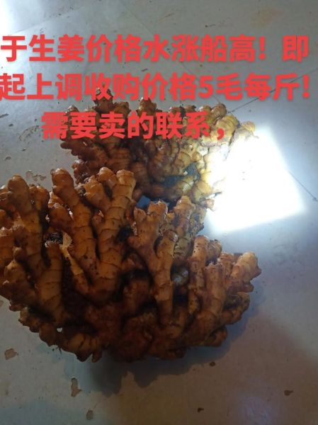 今日生姜价格多少钱一斤_生姜价格为何突然上涨-第2张图片-山城妙识 今日生姜价格多少钱一斤_生姜价格为何突然上涨-第2张图片-山城妙识