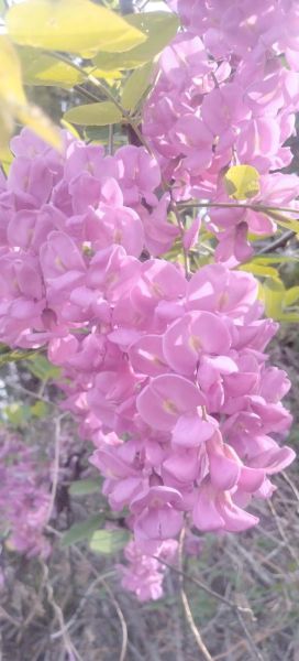 香花槐图片大全_香花槐长什么样-第1张图片-山城妙识 香花槐图片大全_香花槐长什么样-第1张图片-山城妙识