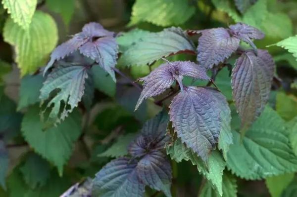 苏叶图片怎么拍_苏叶高清图下载-第1张图片-山城妙识 苏叶图片怎么拍_苏叶高清图下载-第1张图片-山城妙识