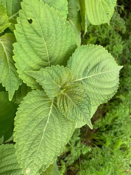 苏叶图片怎么拍_苏叶高清图下载-第2张图片-山城妙识 苏叶图片怎么拍_苏叶高清图下载-第2张图片-山城妙识