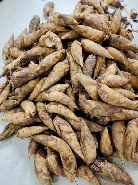 冬笋是什么_冬笋长什么样-第2张图片-山城妙识