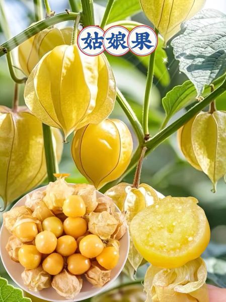 姑娘果吃多了会怎么样_姑娘果一天吃多少合适-第2张图片-山城妙识