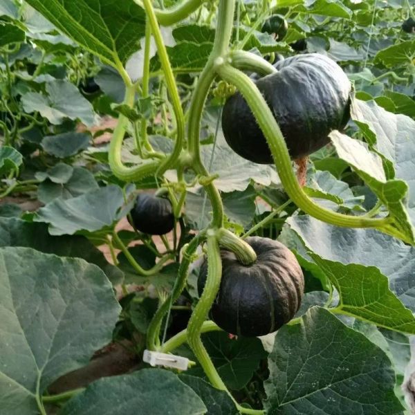 绿色小南瓜怎么蒸_绿色小南瓜蒸多久才熟-第2张图片-山城妙识