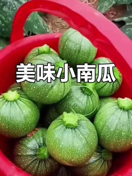 绿色小南瓜怎么蒸_绿色小南瓜蒸多久才熟-第1张图片-山城妙识
