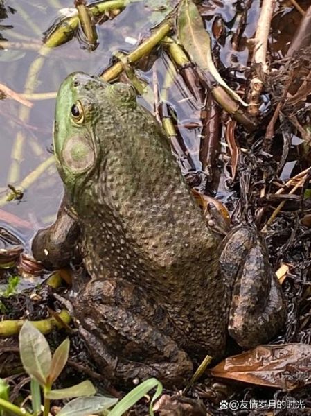 田鸡营养价值高吗_田鸡吃了有什么好处-第3张图片-山城妙识