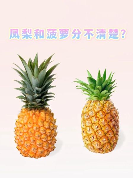 菠萝英语发音示范_菠萝怎么读-第2张图片-山城妙识 菠萝英语发音示范_菠萝怎么读-第2张图片-山城妙识