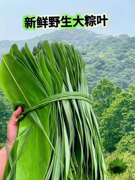 粽巴叶是什么植物_粽巴叶图片怎么识别-第3张图片-山城妙识