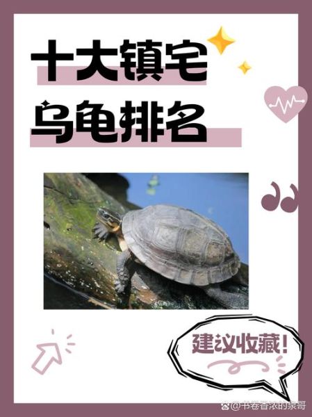 十大不建议养的乌龟_新手最容易踩的坑-第2张图片-山城妙识 十大不建议养的乌龟_新手最容易踩的坑-第2张图片-山城妙识
