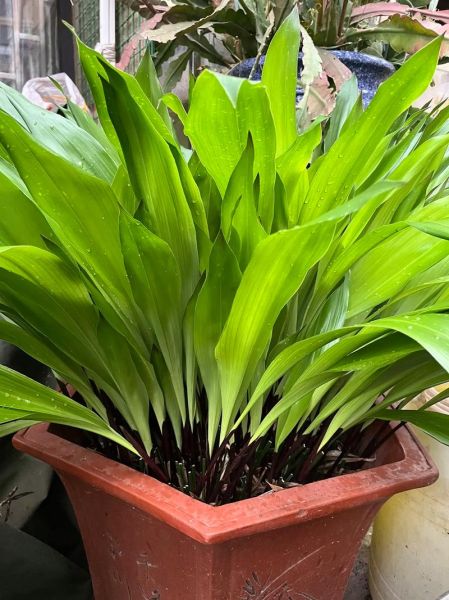 粽巴叶是什么植物_粽巴叶图片怎么识别-第1张图片-山城妙识