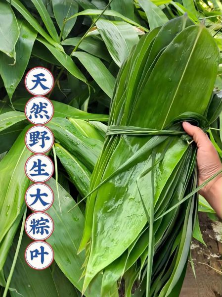 粽巴叶是什么植物_粽巴叶图片怎么识别-第2张图片-山城妙识