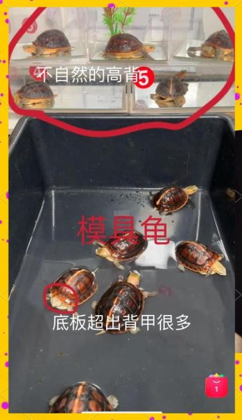 十大不建议养的乌龟_新手最容易踩的坑-第1张图片-山城妙识 十大不建议养的乌龟_新手最容易踩的坑-第1张图片-山城妙识