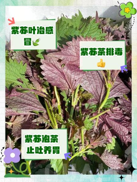 紫苏叶的功效与作用及禁忌_紫苏叶哪些人不能吃-第1张图片-山城妙识