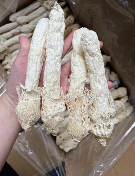 竹荪多少钱一斤2020_竹荪价格走势-第1张图片-山城妙识 竹荪多少钱一斤2020_竹荪价格走势-第1张图片-山城妙识