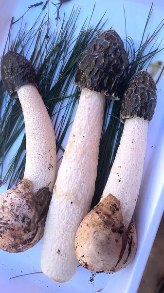 竹荪多少钱一斤2020_竹荪价格走势-第3张图片-山城妙识 竹荪多少钱一斤2020_竹荪价格走势-第3张图片-山城妙识