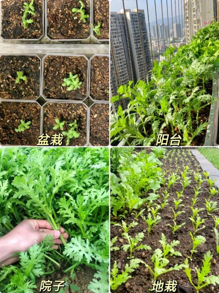 皇帝菜和茼蒿的区别图_皇帝菜就是茼蒿吗-第1张图片-山城妙识 皇帝菜和茼蒿的区别图_皇帝菜就是茼蒿吗-第1张图片-山城妙识