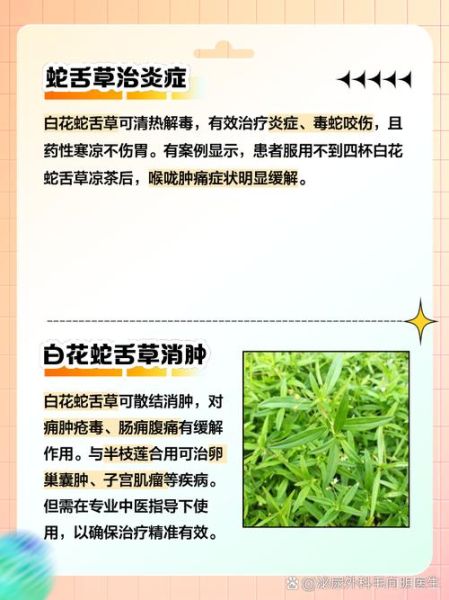 白花蛇草的功效与作用_白花蛇草能治哪些病-第1张图片-山城妙识