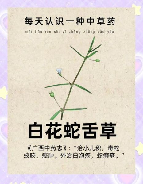 白花蛇草的功效与作用_白花蛇草能治哪些病-第3张图片-山城妙识