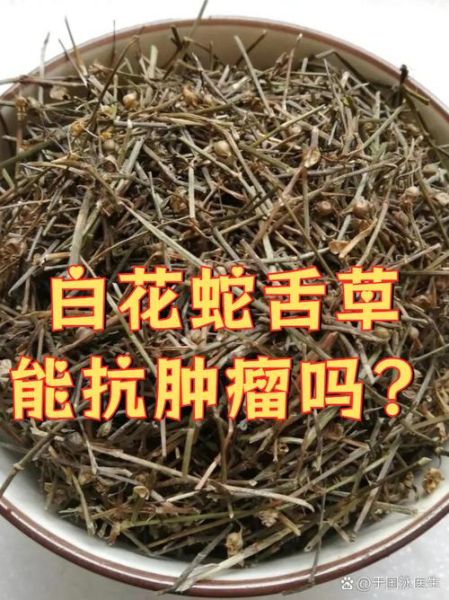 白花蛇草的功效与作用_白花蛇草能治哪些病-第2张图片-山城妙识
