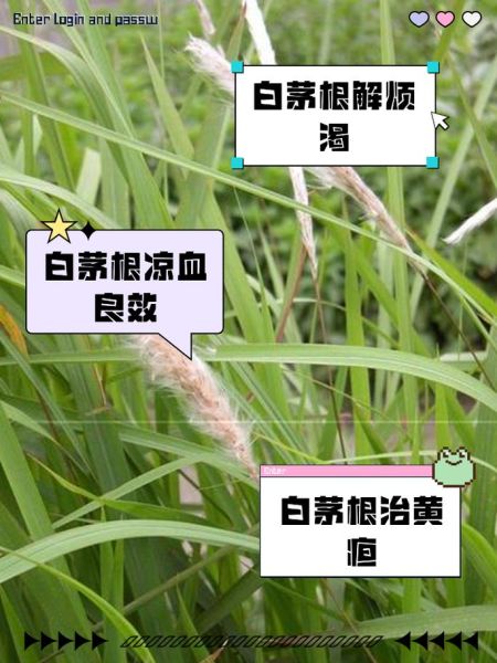 白茅根的功效与作用禁忌_什么人不能吃-第2张图片-山城妙识 白茅根的功效与作用禁忌_什么人不能吃-第2张图片-山城妙识