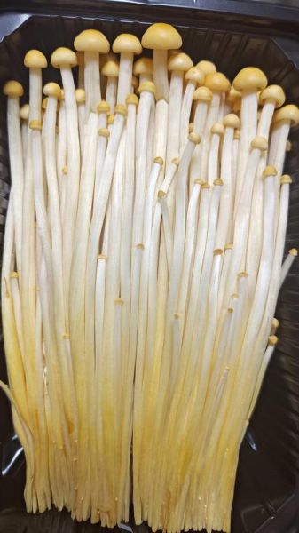 金针菇的功效与作用_金针菇的禁忌人群有哪些-第1张图片-山城妙识 金针菇的功效与作用_金针菇的禁忌人群有哪些-第1张图片-山城妙识