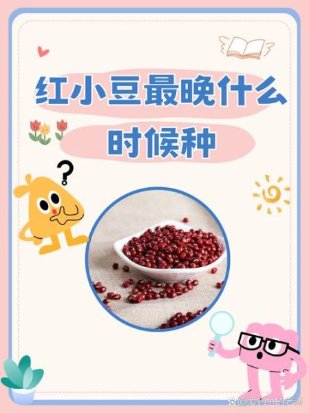 吃红豆的好处和坏处_红豆吃多了会上火吗-第2张图片-山城妙识