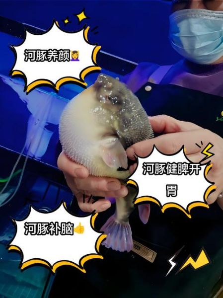 河豚毒素含量最多的器官是哪里_如何安全处理河豚-第1张图片-山城妙识 河豚毒素含量最多的器官是哪里_如何安全处理河豚-第1张图片-山城妙识