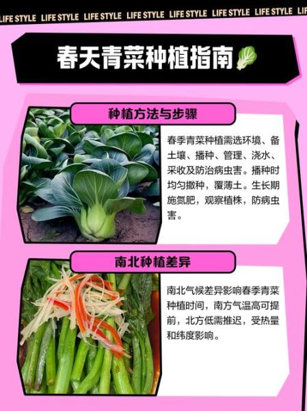 青菜怎么种_青菜种植时间和方法-第1张图片-山城妙识
